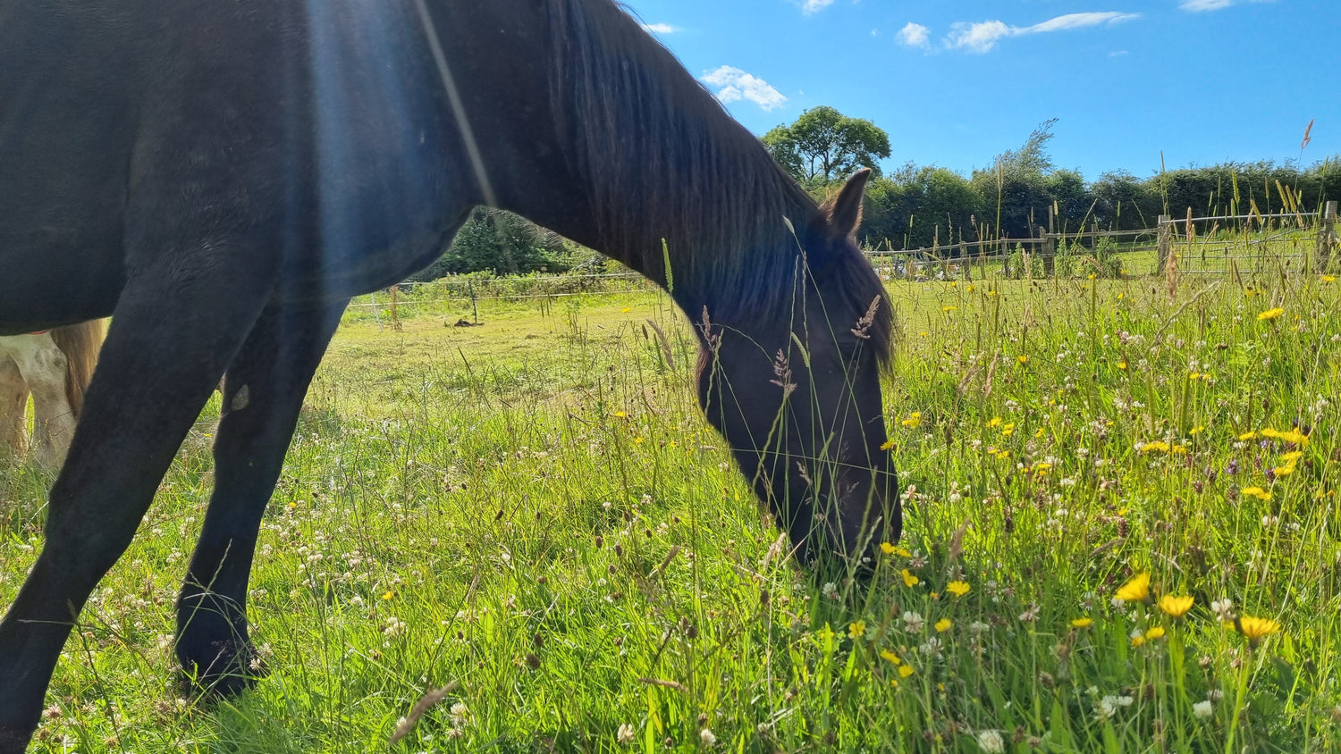 The Sweet Truth About Sugar and Starch – Finer Forage