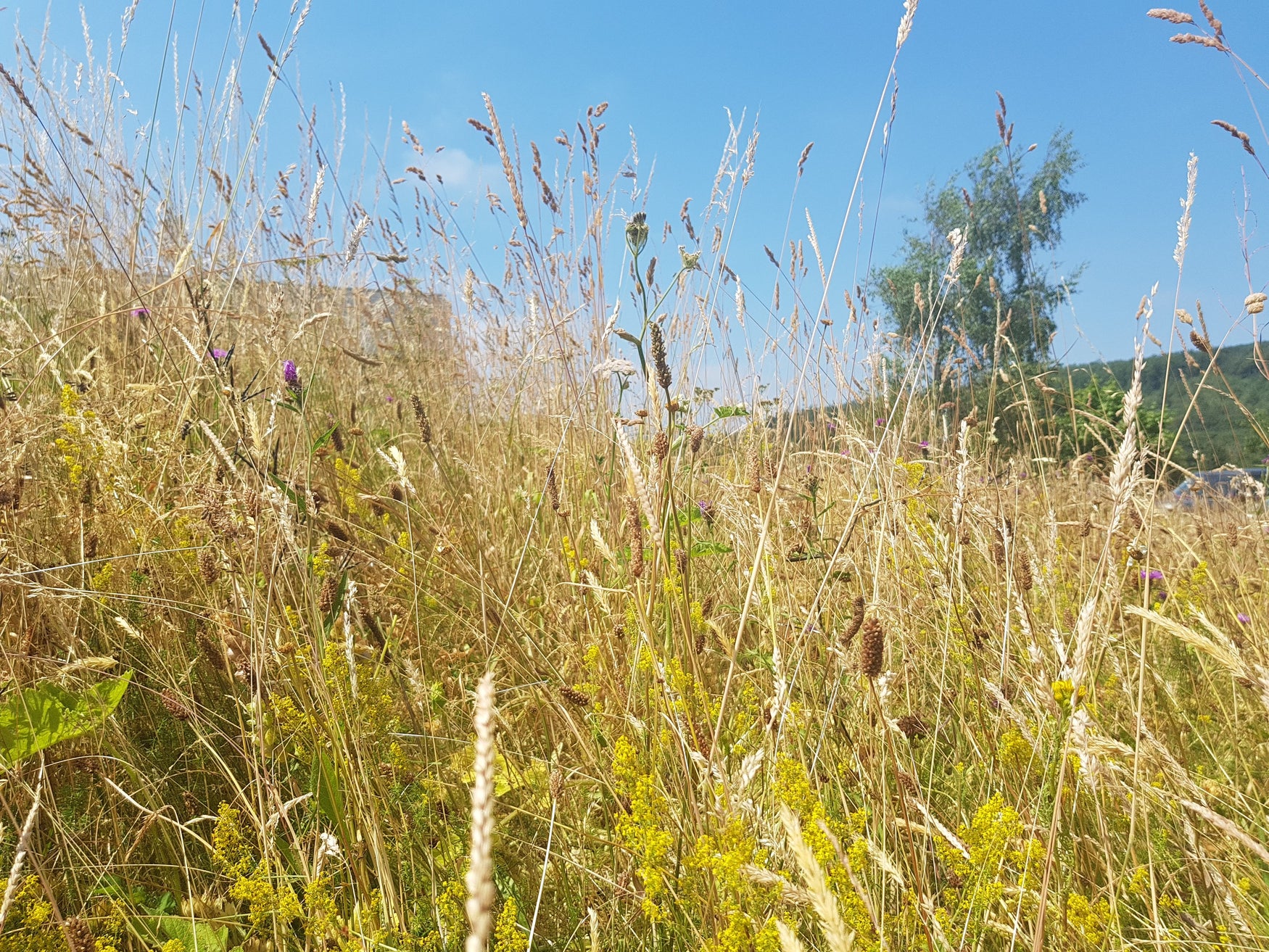 Finer Forage - Horse feed & Supplements