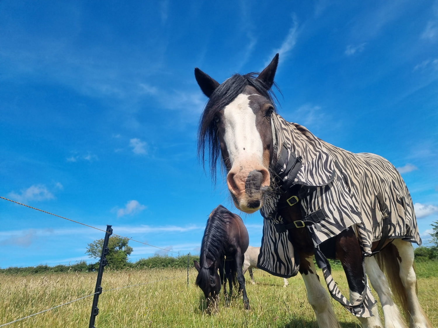 Shop – Finer Forage