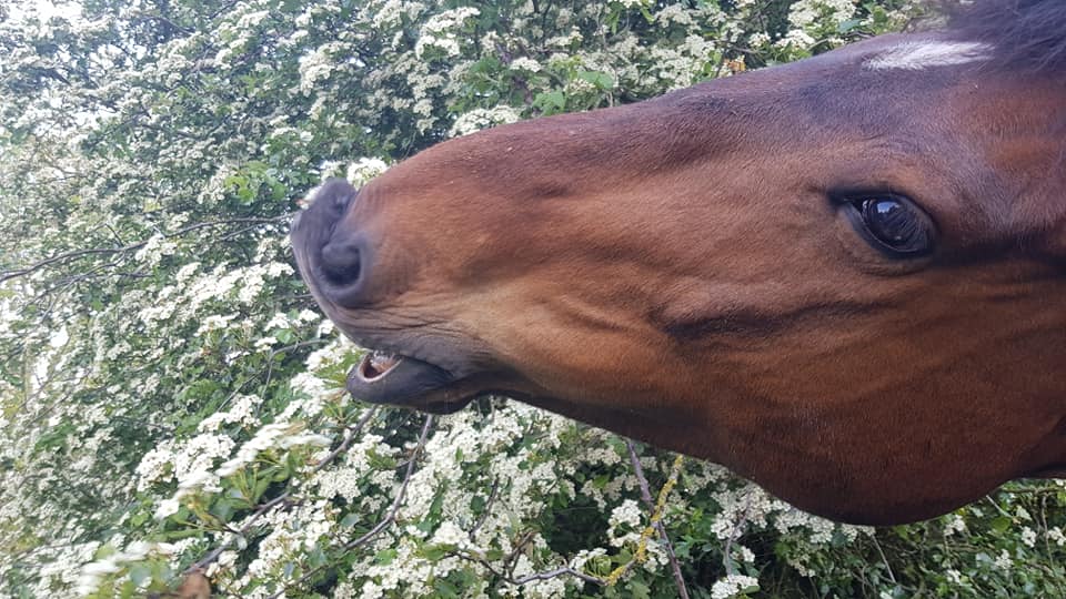 Finer Forage - Horse feed & Supplements