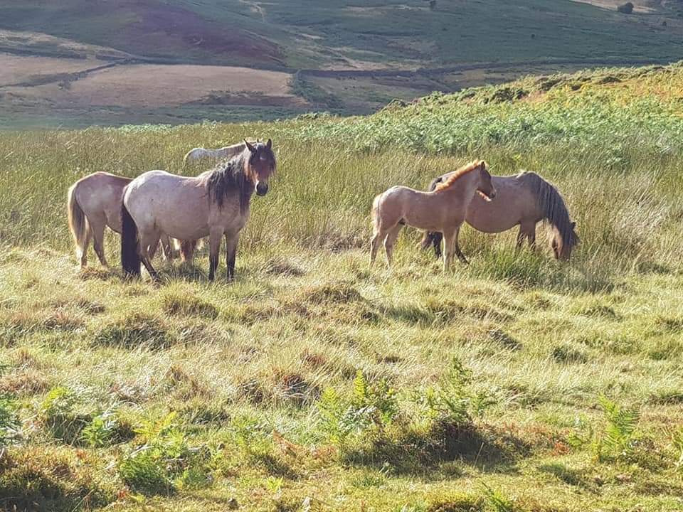 Finer Forage - Horse feed & Supplements